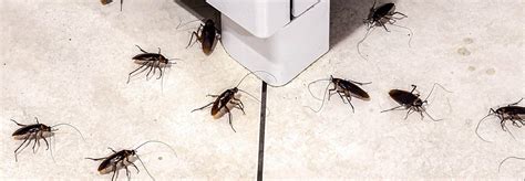 German Roach Pesticide What Foggers Are Best For German Cockroaches Cjgkb