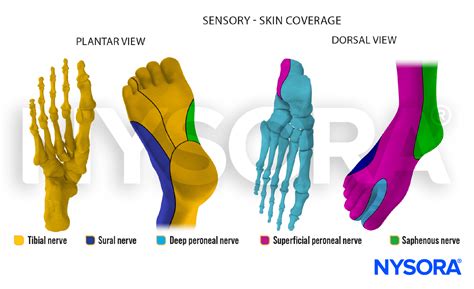 Nerve Block Nysora 360