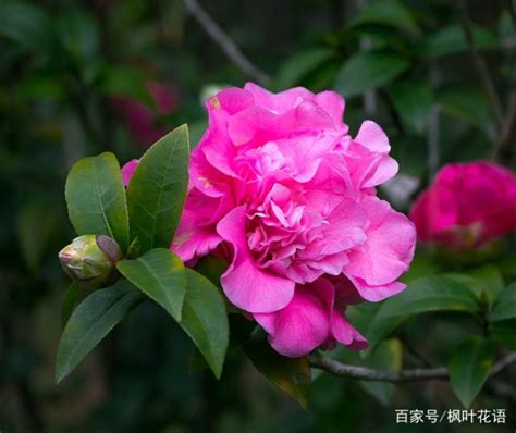 茶花的花語和寓意瞭解一下 蘭亭花集