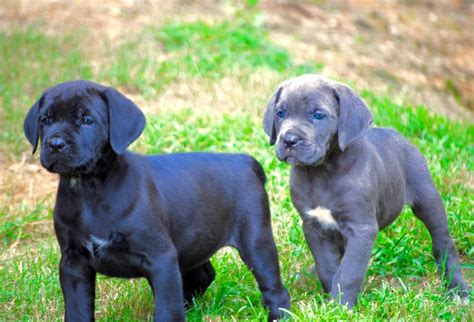 Blue Cane Corso Puppies Price