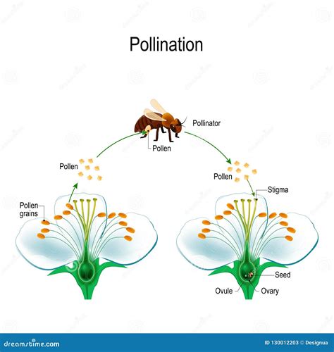 Cross Pollination Diagram