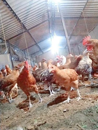 Sonali Feed At ₹ 230 Kg Borivali West Darbhanga Id 26439652430