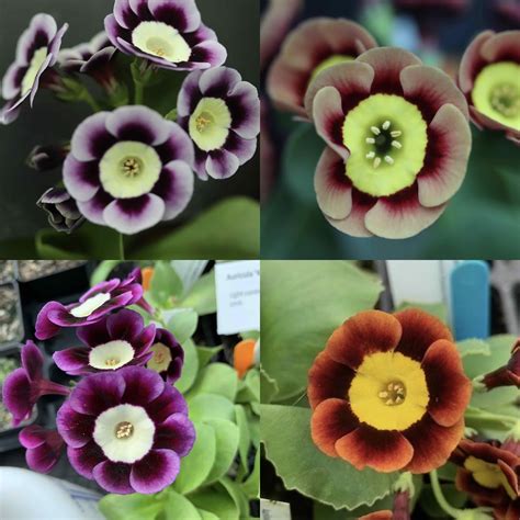 An Introduction To Auricula Varieties