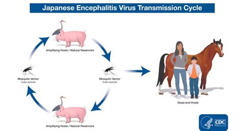 Japanese Encephalitis