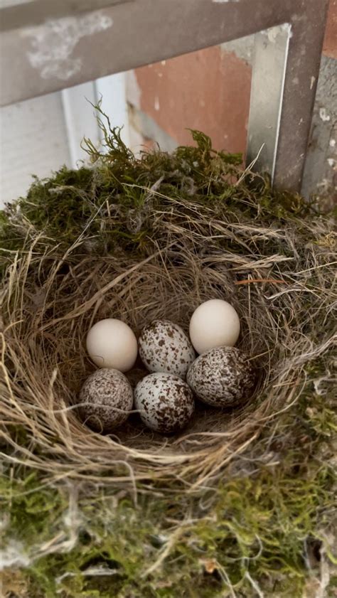 Eastern Phoebe Eggs The Many Onsets Of Incubation British