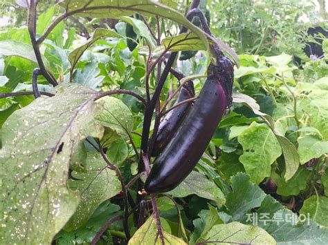 말랑농업 딸에게 가지를 먹이는 세 가지 방법