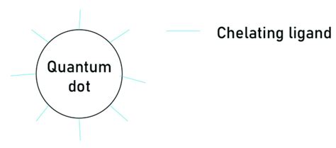 Schematic Representation Of Quantum Dots With Chelating Functional