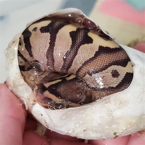 Sneak Peek Of 20203 These Are Out Of Double D Pythons