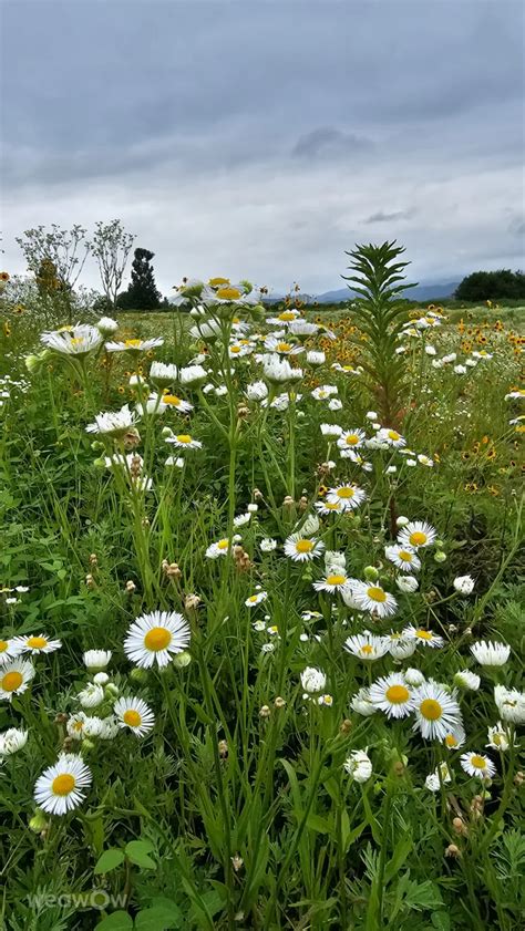 창원시 대한민국 14일 일기 예보 레이더 And 사진들 Weawow