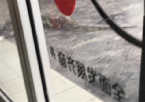 Monitor Lizard Album On Imgur