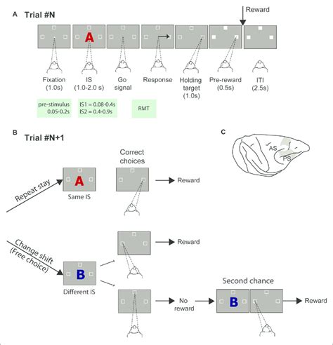 Experimental Task And Recording Locations A Temporal Sequence Of