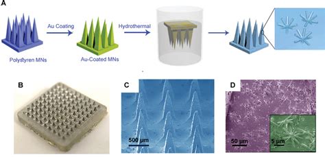 A Schematic Of Zinc Oxide Nanobushes Production On Gold‐coated