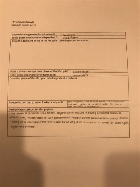 Solved Phylum Monilophyta Common Name Ferns Sporophyte Or