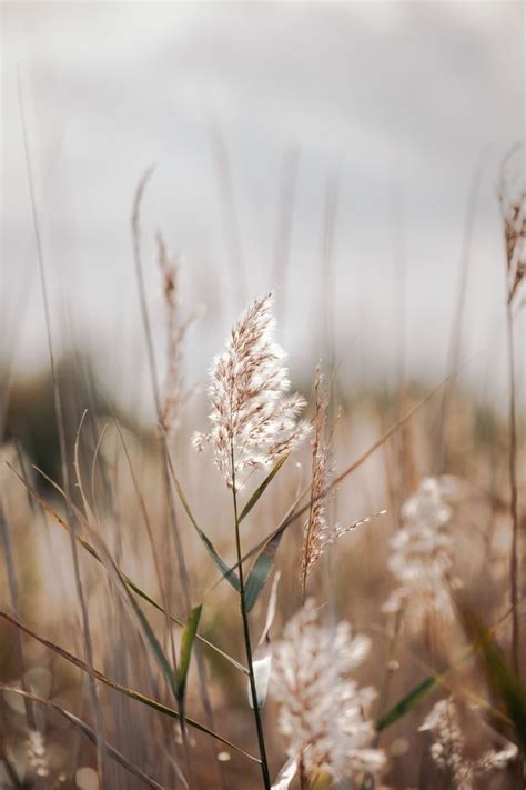 Vibrant Flowers In A Grassy Field