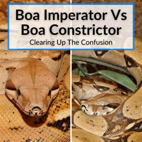 Boa Imperator Vs Boa Constrictor Clearing Up The Confusion