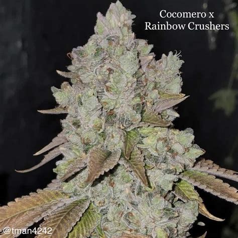 Cannarado Genetics Buy Cannabis Seeds Online