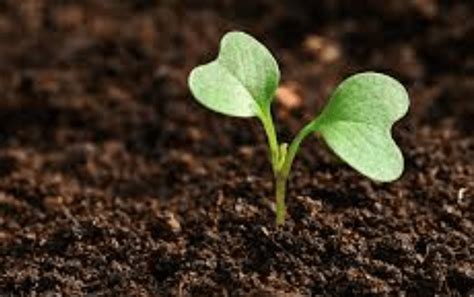 Soil Profile Definition Layers And Component Of Soil