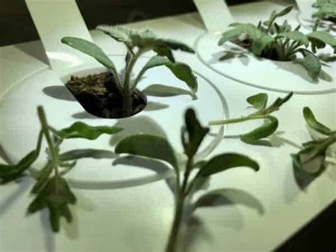 Tomato Seed Germination 🍅 🌱 Unlocking Seedling Growth Potential