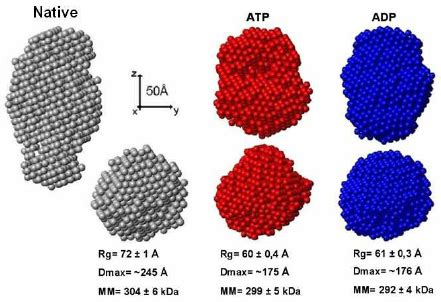 Ab Initio Models Generated By DAMMIN From SAXS Data Download Scientific Diagram
