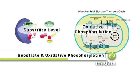 Substrate Level Phosphorylation And Oxidative Phosphorylation