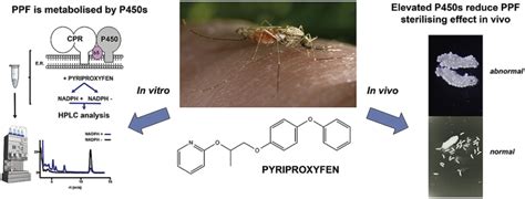 Pyriproxyfen Is Metabolized By P450s Associated With Pyrethroid Resistance In An Gambiae Pmc