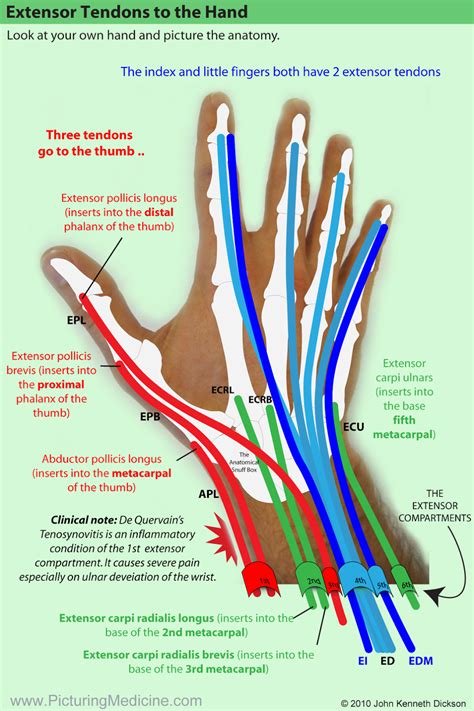 Extensor Compartments Hand At Linda Fujiwara Blog
