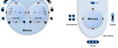 Life Cycles Of Budding Yeast Saccharomyces Cerevisiae A And Fission