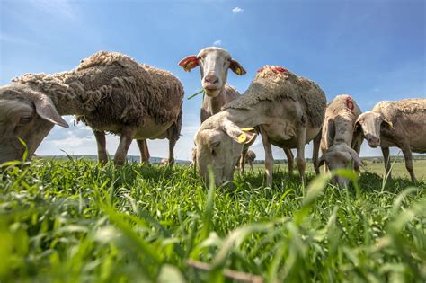 Ферма Багри Сирене Кашкавал Овче кисело мляко