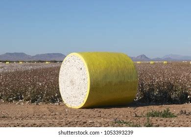 Cotton Bales Más De 1341 Fotos De Stock Con Licencia Libres De