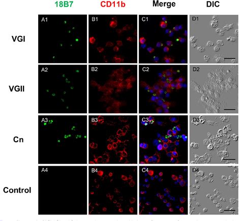 Figure 1 From Cryptococcus Gattii Strains With A High Phagocytosis Phenotype By Macrophages