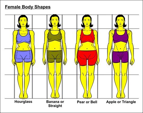 The Different Body Shapes 1314 3bm3 4 Group2