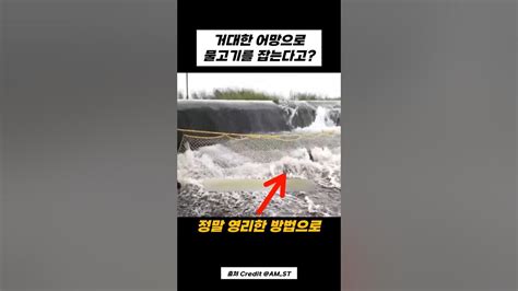 세상에서 제일 쉽게 물고기를 잡는 방법 Youtube