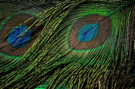 아름답고 화려한 공작 새 깃털 원활한 선 추상 패턴 질감 디자인 자연 배경 벽지 0명에 대한 스톡 사진 및 기타 이미지 0명 갈색 검은색 Istock