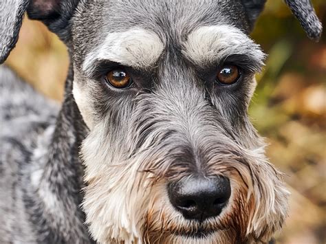 Standard Schnauzer The Versatile And Loyal German Guardian