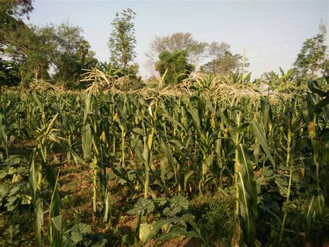 နတ်မောက်မြို့နယ် ကြူအိုင်ကျေးရွာတွင် ဖူးစားပြောင်းစိုက်ပျိုးတောင်သူမ