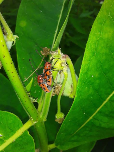Red Milkweed Beetles Do Nothing But Eat And Have Sex Every Single