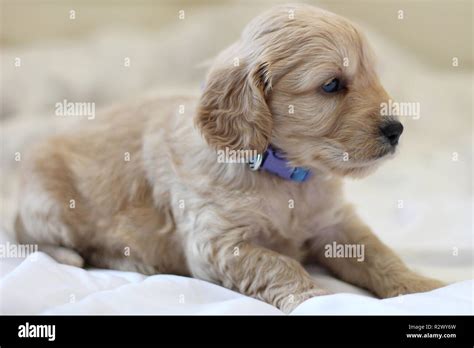 Cockapoo Noir Et Blanc Cockapoo Mignon Banque De Photographies Et D