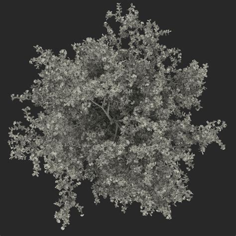 Pear Tree Flowering 3d Model