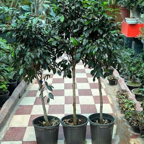 خرید و قیمت گیاه بنجامین بلک پایه دار ترب