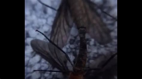 Insects Life Xxx Mobile Porno Videos And Movies Iporntv Net