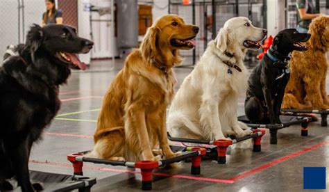 Good Dog Training Program The Pawsh Dog