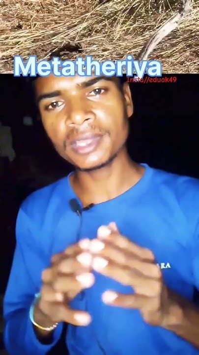 Mammalian Typesprototheriyametatheriyaeutheriya Mammalia