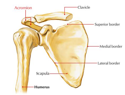 Acromion Process Scapula Diagram Shoulder Anatomy Bony Bone