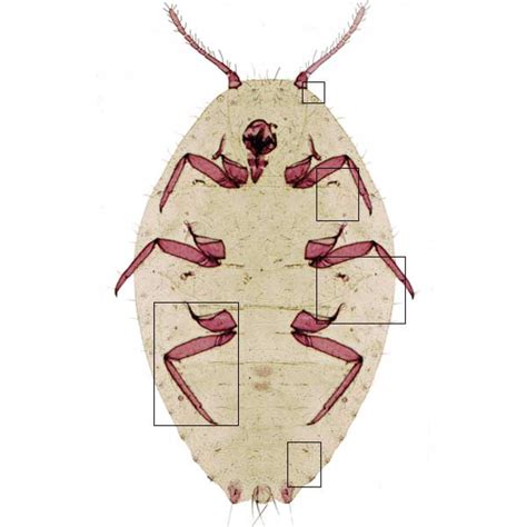 Pseudococcus Aurantiacus Micro