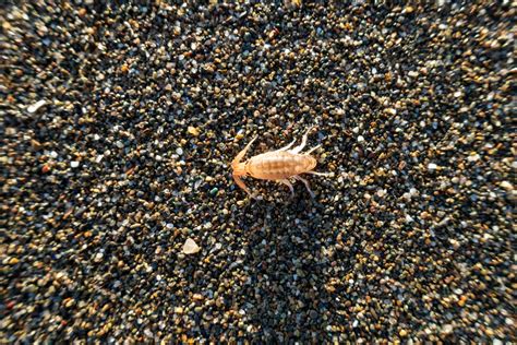 Sand Flea Bites How To Prevent And Treat Bites From Sand Fleas