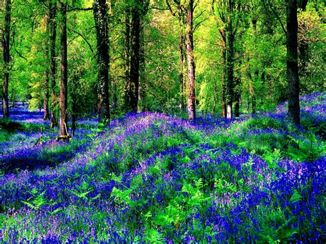 Forest Flowers Wallpapers 4k Hd Backgrounds On Wallpaperbat