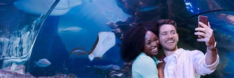Orlando Aquarium Exhibits Sea Life Orlando Aquarium