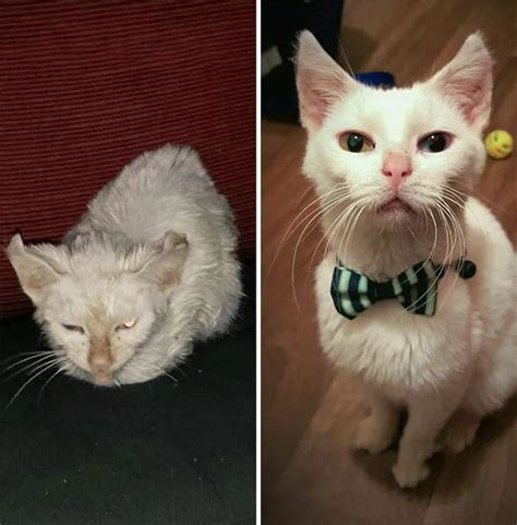流浪猫丑？网友晒出收养的流浪猫，前后对比的照片惊呆无数人！ 知乎