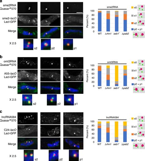 Localization Of Lncrna On Homologous Chromosome Loci Left Smfish