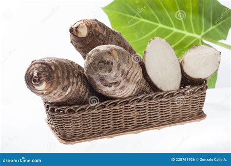Malanga Edible Tuber Root Of The Plant Called Colocasia Esculenta